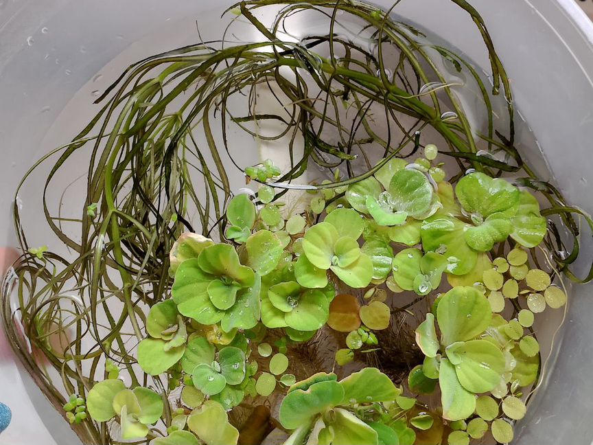 Отдам пистия лимнобиум ряска и длинностебелька