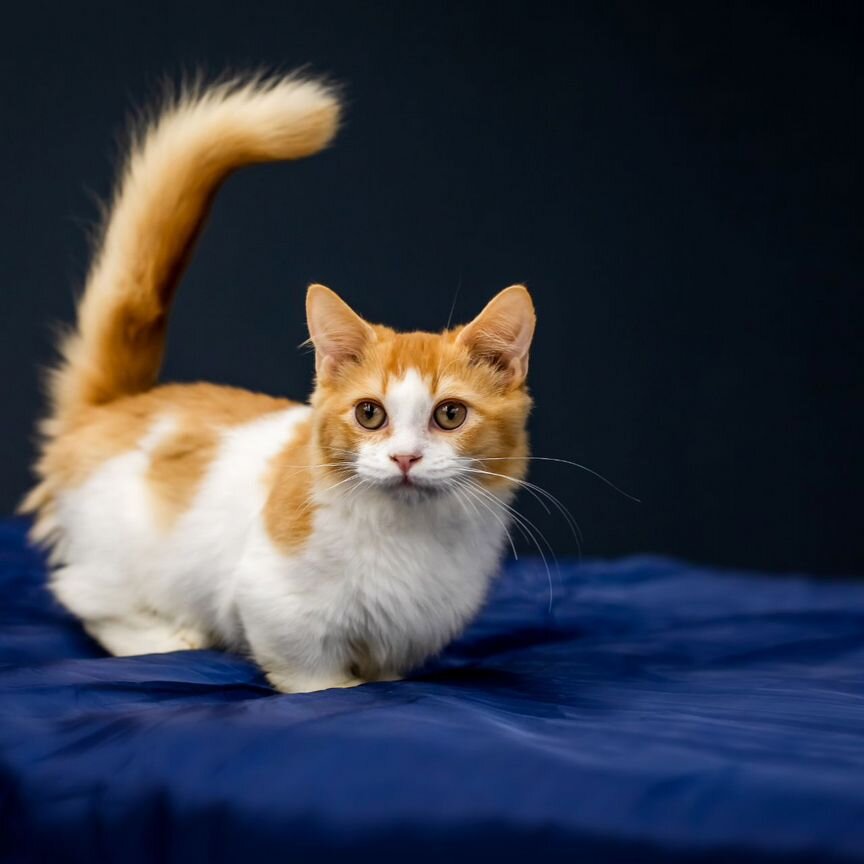 Котенок манчкин