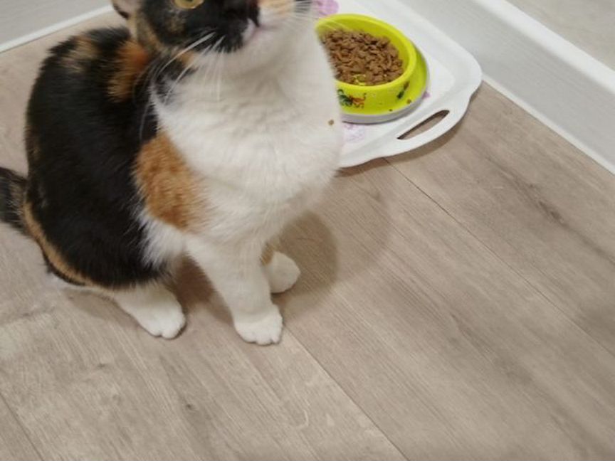 Трёхцветная малышка в добрые руки