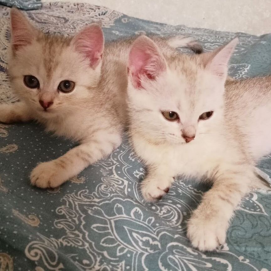 Шотландская серебристая шиншилла