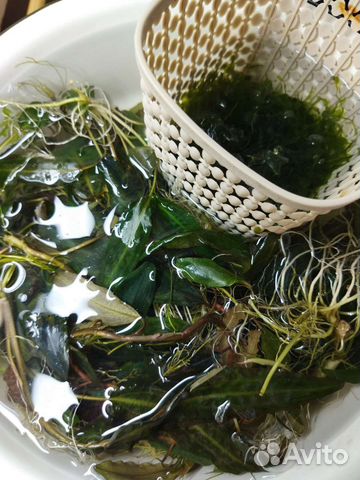 Аквариумная прополка