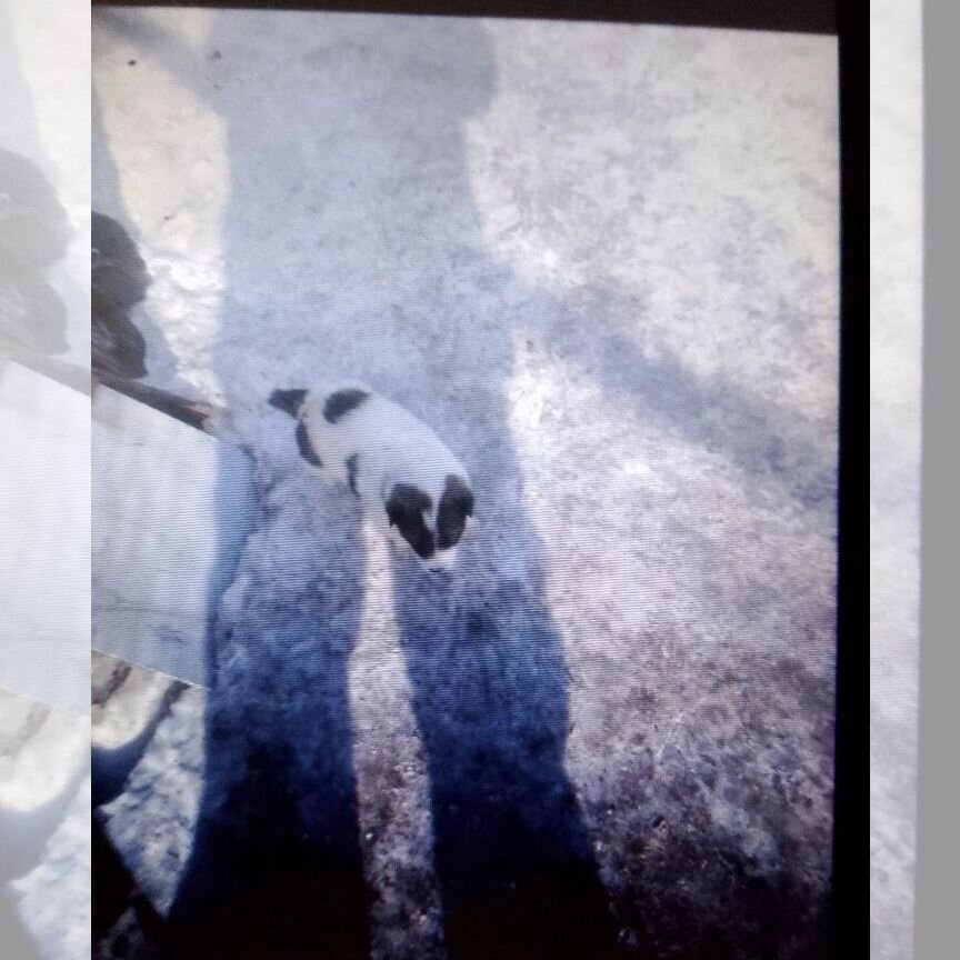 Лайка, щенок