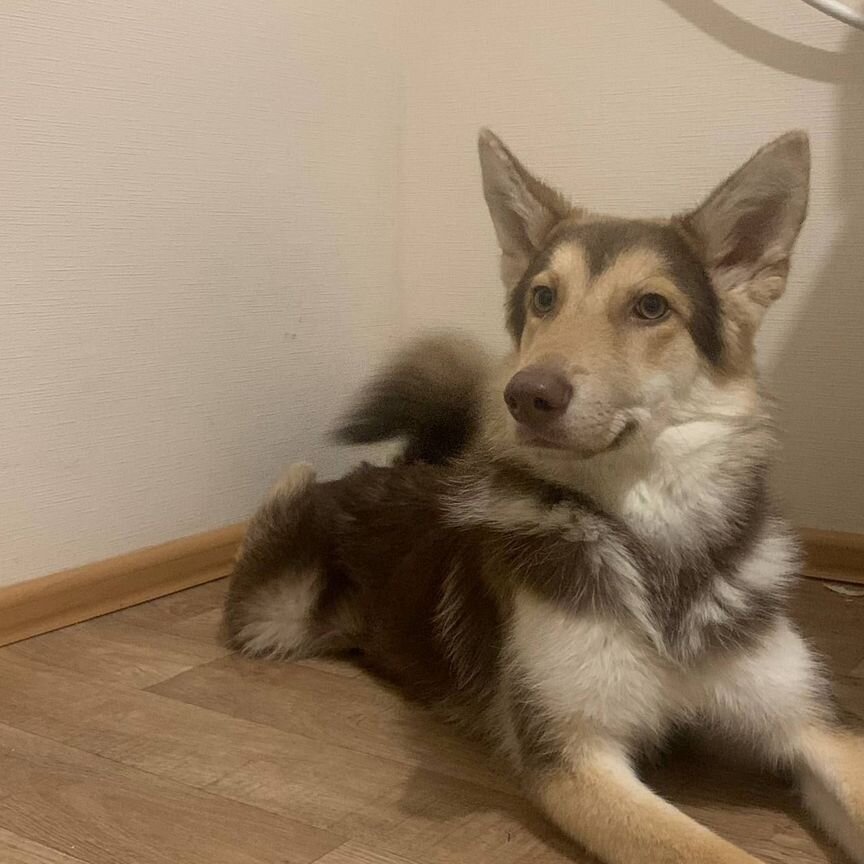 Щенок хаски