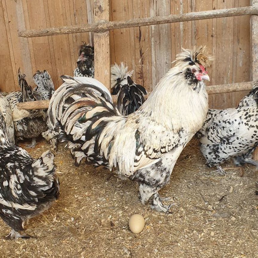 Петух павловское серебро