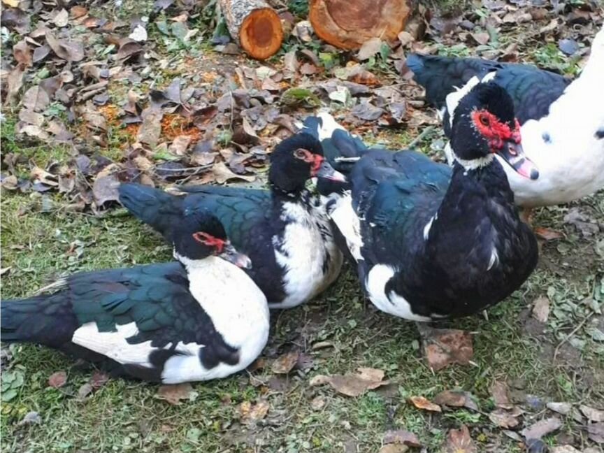 Семья индоуток, 1+2