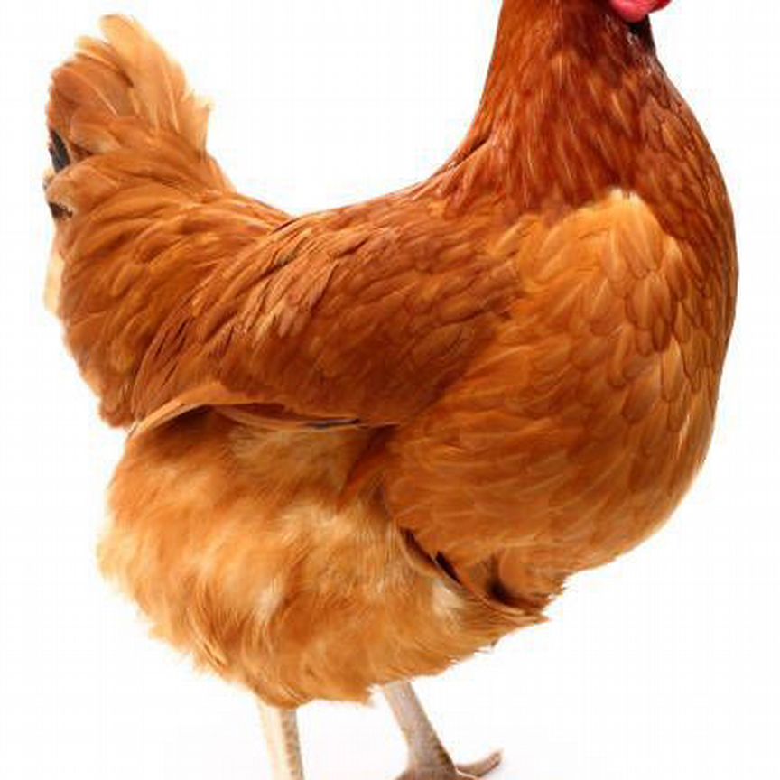 Куры несушки