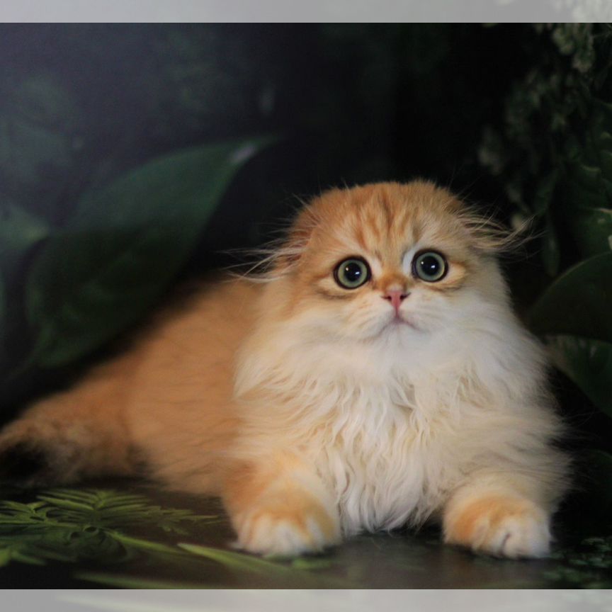 Шотландский вислоухий длинношёрстный котёнок
