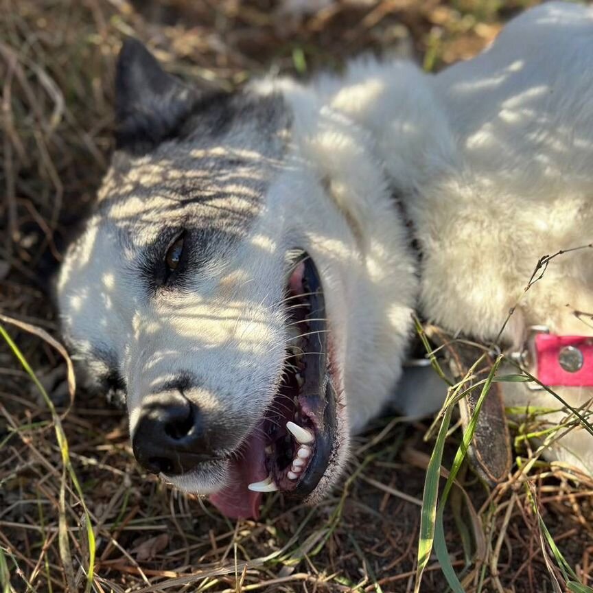 Бывшедомашний пес Панда из приюта ищет дом