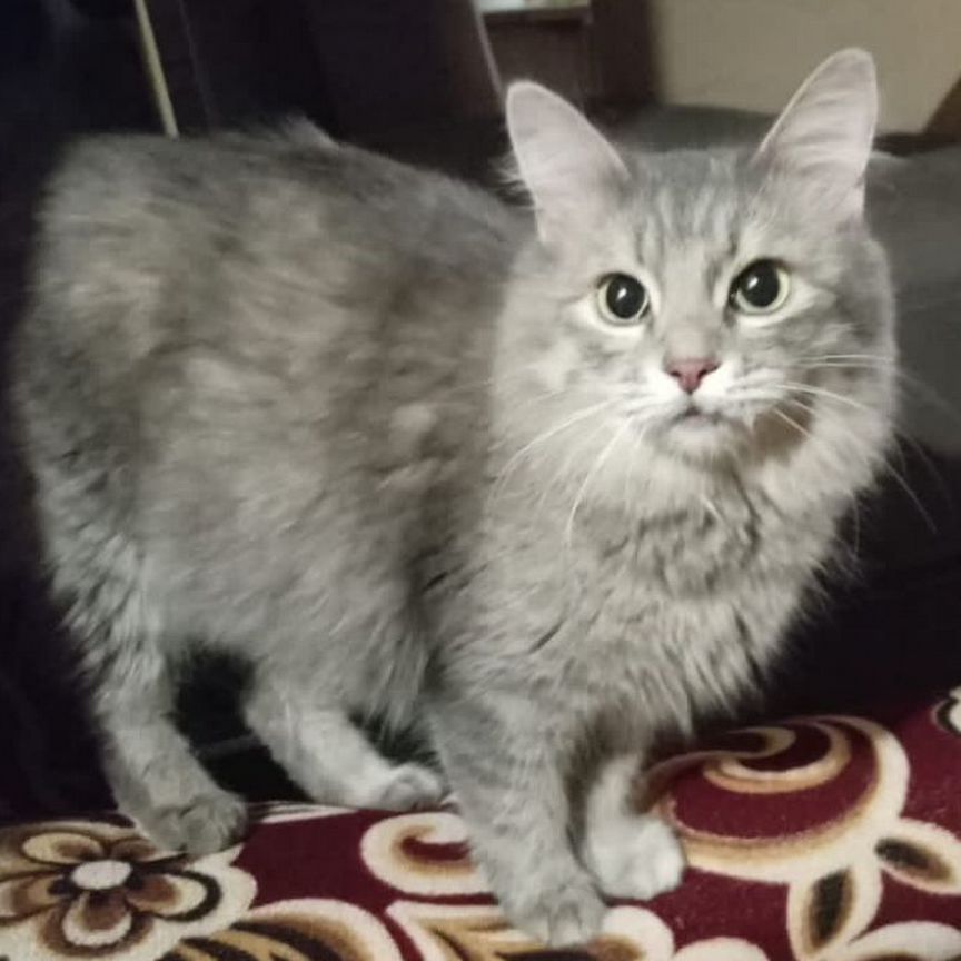 Сибирская, взрослая кошка