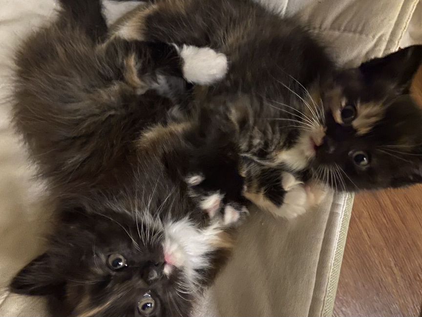 Милые котята