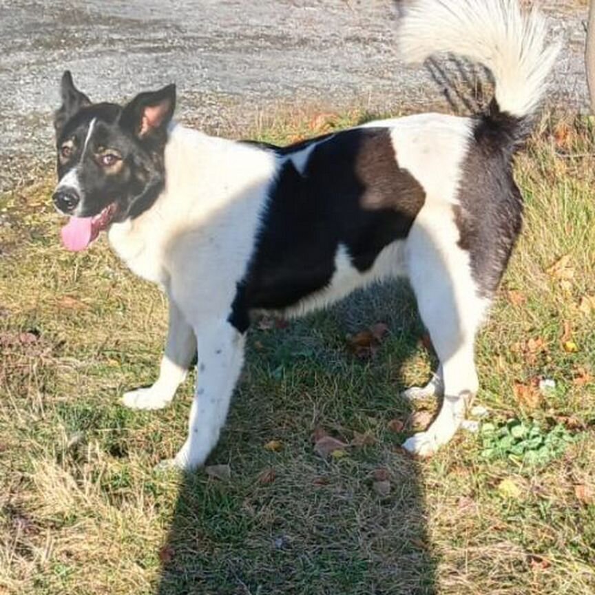 Отдам в добрые руки