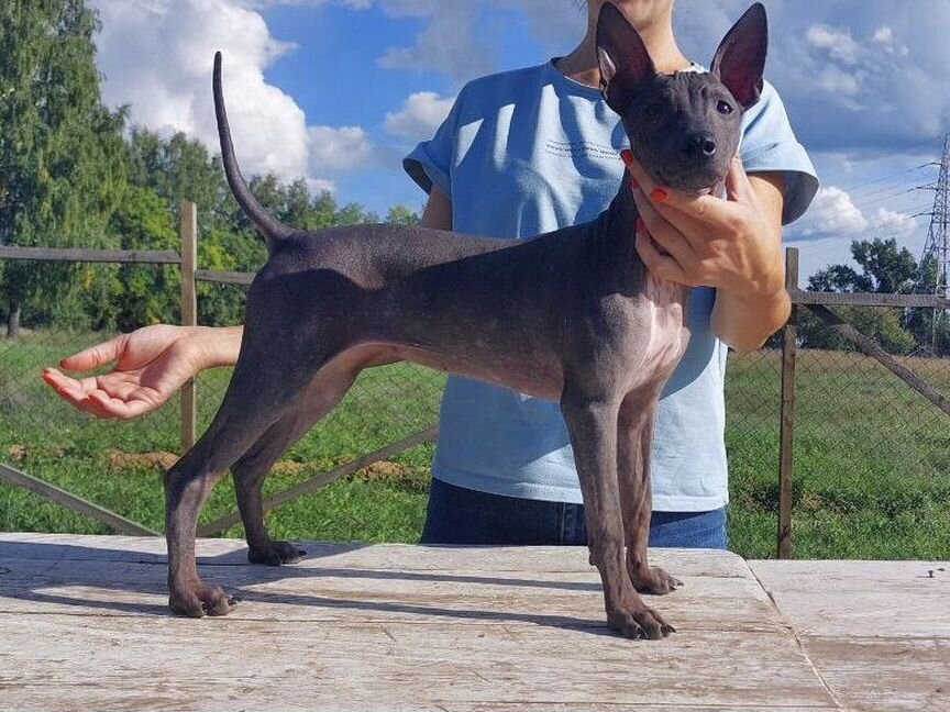 Щенок Американского Голого Терьера