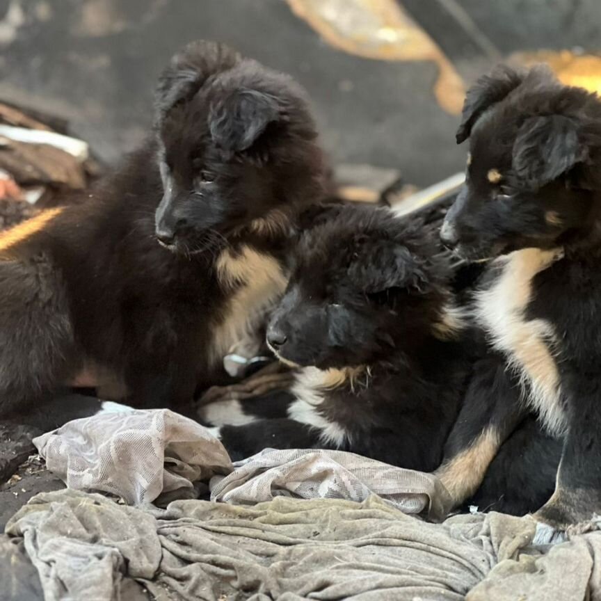 Щенки в добрые руки