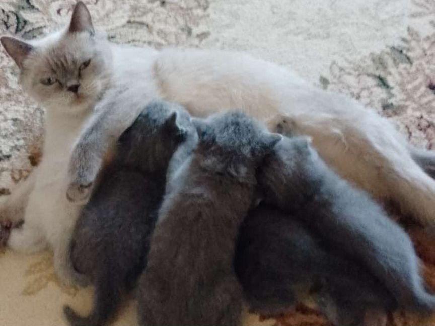 Кошки
