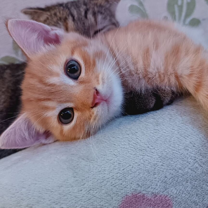 Рыжий котенок в добрые руки