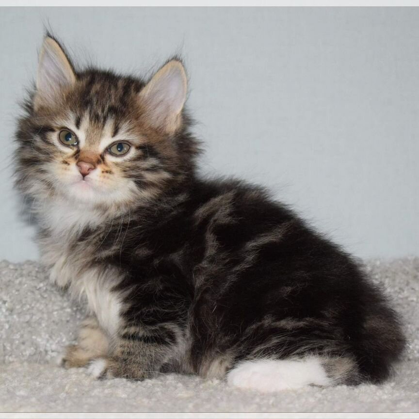 Курильский бобтейл длинношёрстный котёнок