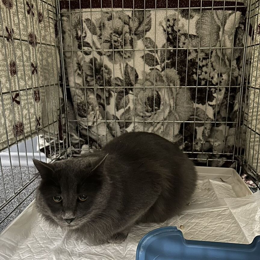 Найден кот на Татищева