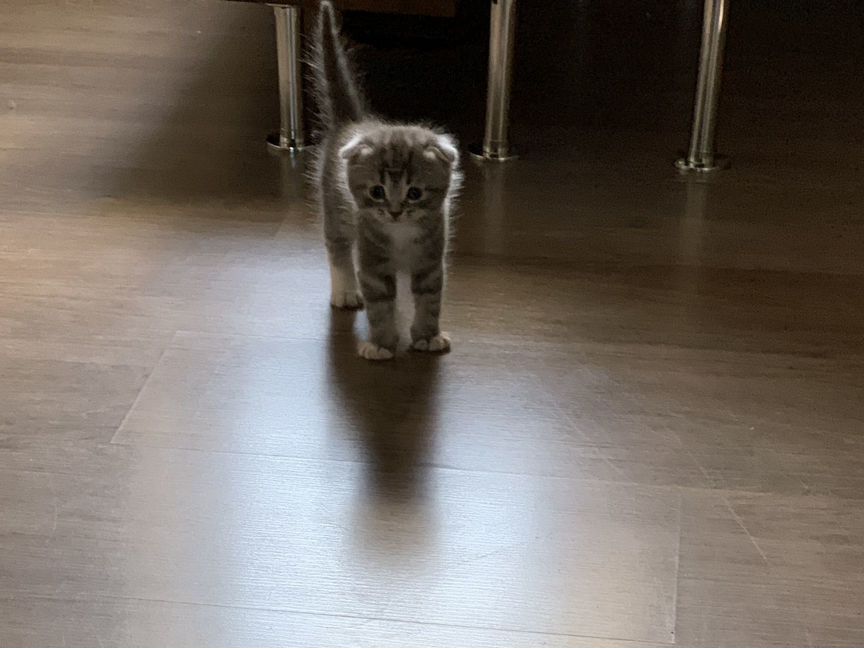 Котята от вислоухой шотландской кошки
