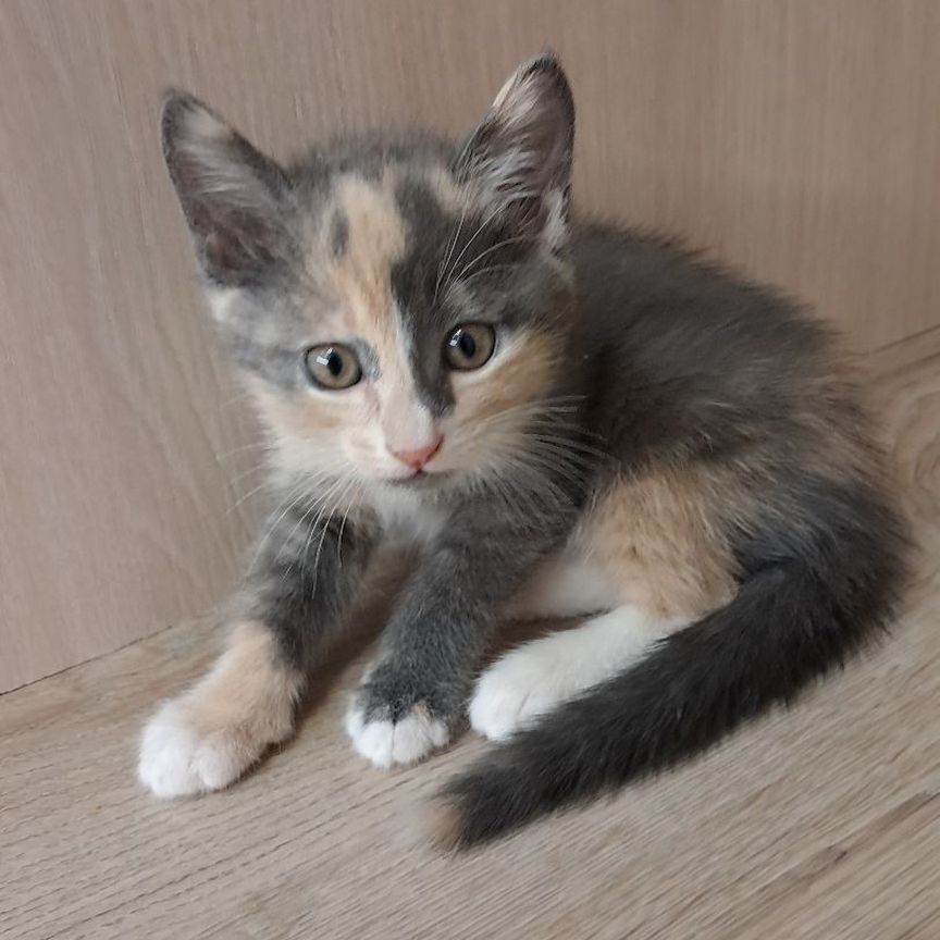 Котята в добрые руки бесплатно