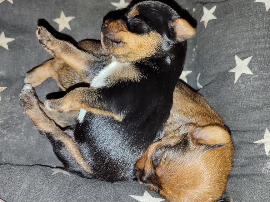 Собаки щенки