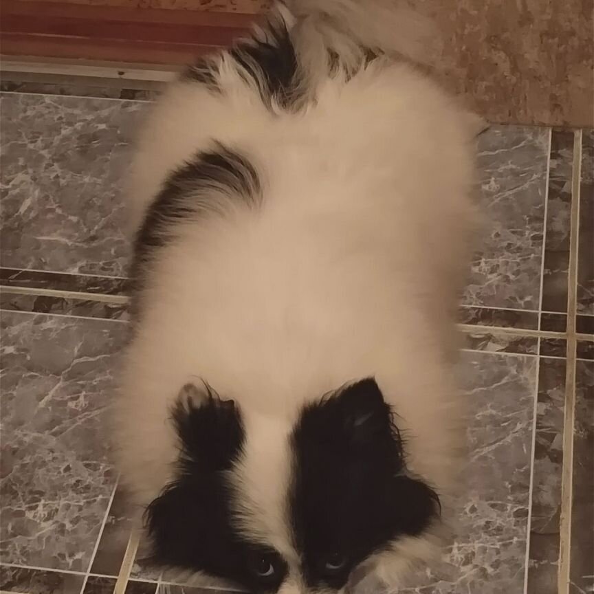 Шпиц подросток ищет дом