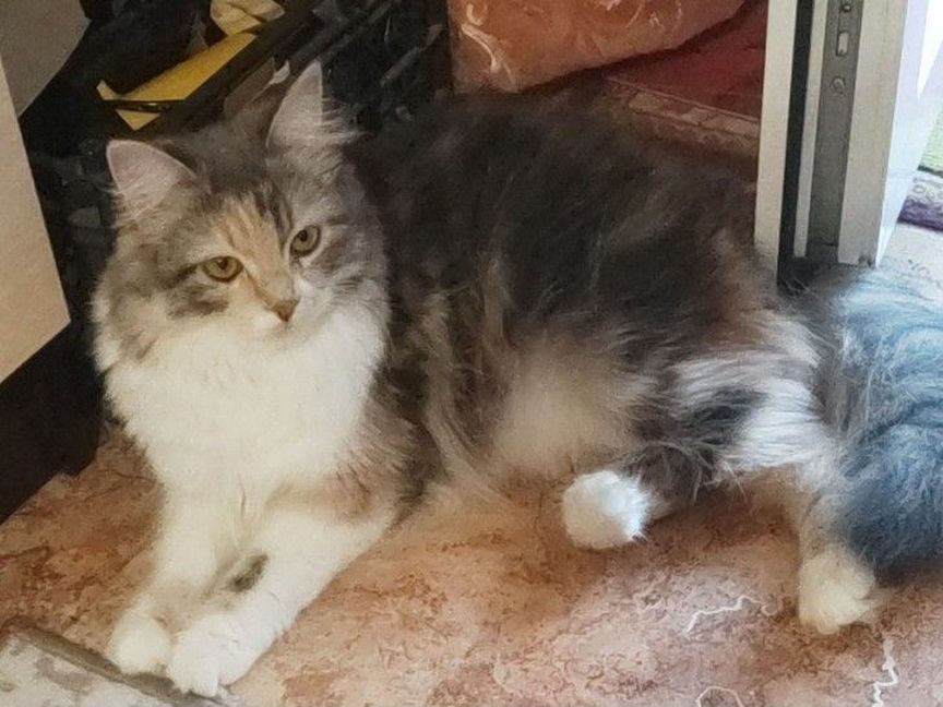 Кошечка ищет кота на вязку