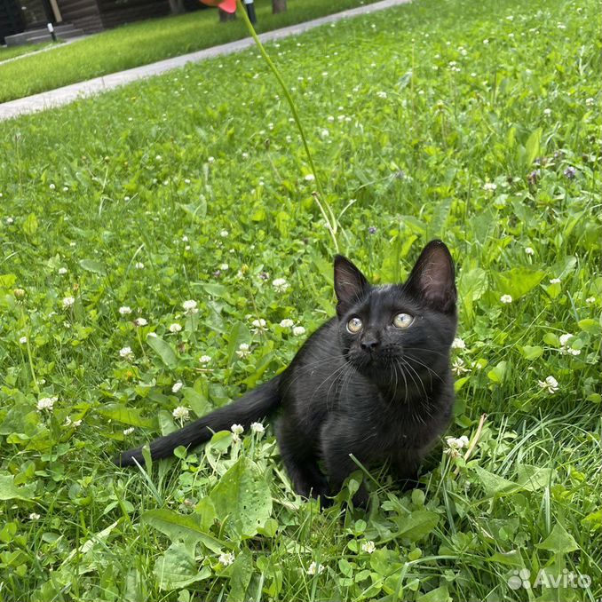 Найден котенок, отдам в добрые руки