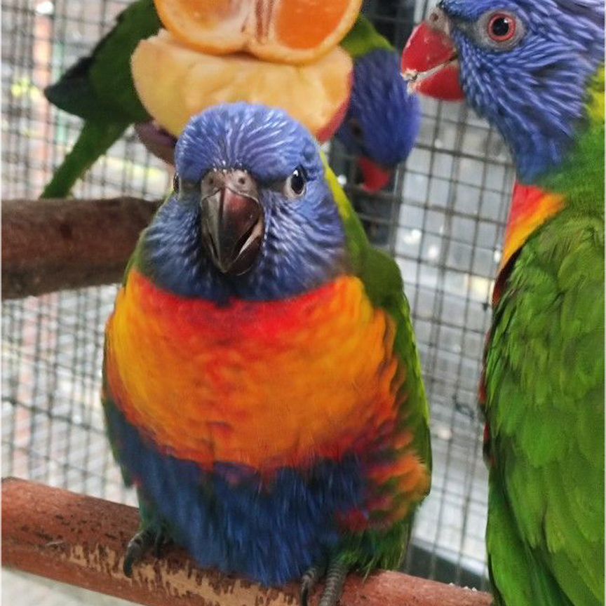 Многоцветный лорикет