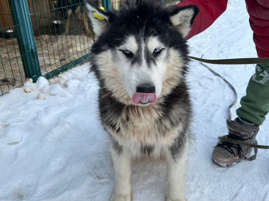 Крутой пес хаски в отлове. Грозит выпуск