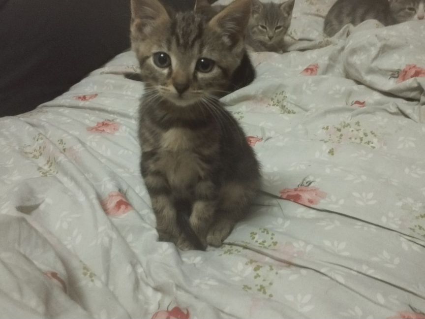 Котята в добрые руки бесплатно