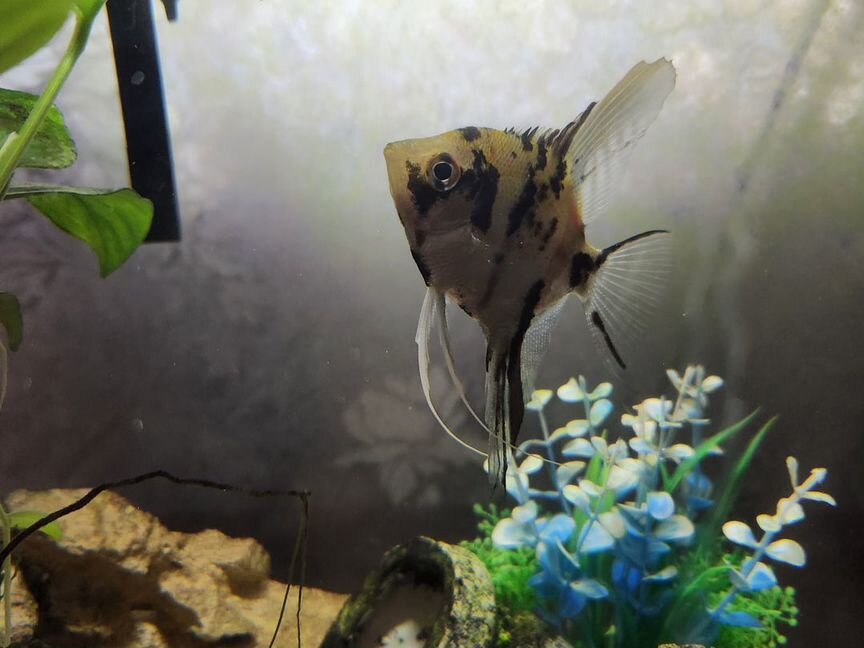 Продаётся скалярия