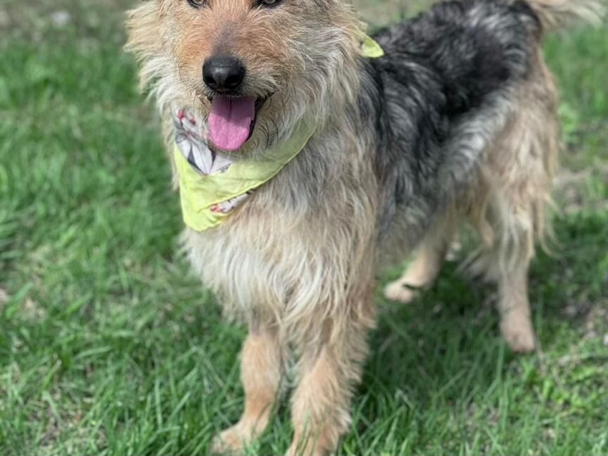 Пёс Шик из приюта ищет дом