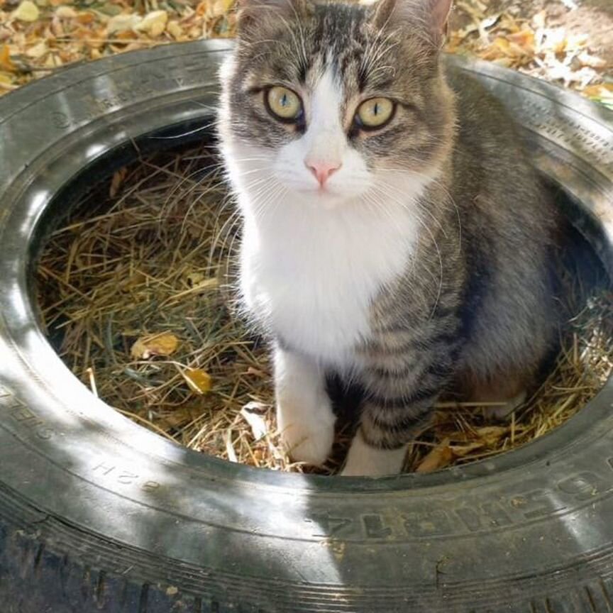 Пристраиваются в добрые руки