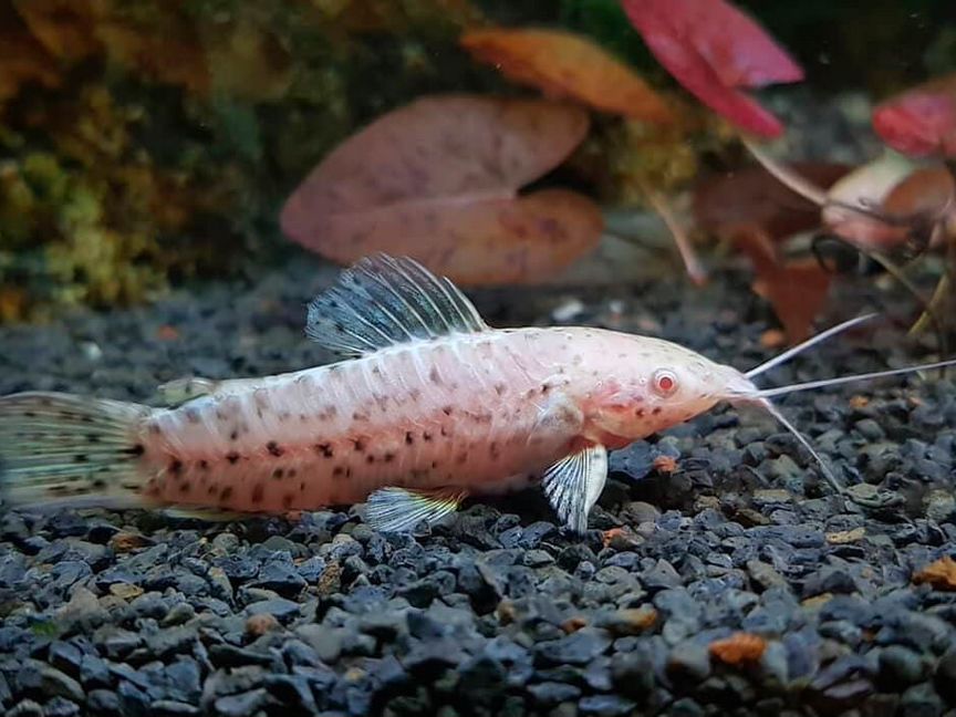 Сомик таракатум