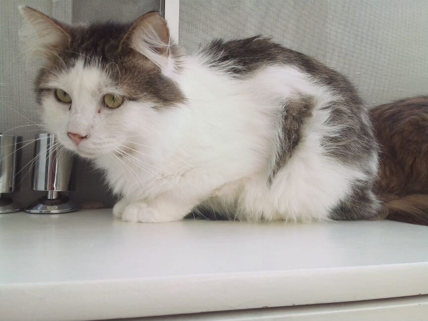 Котик ищет дом