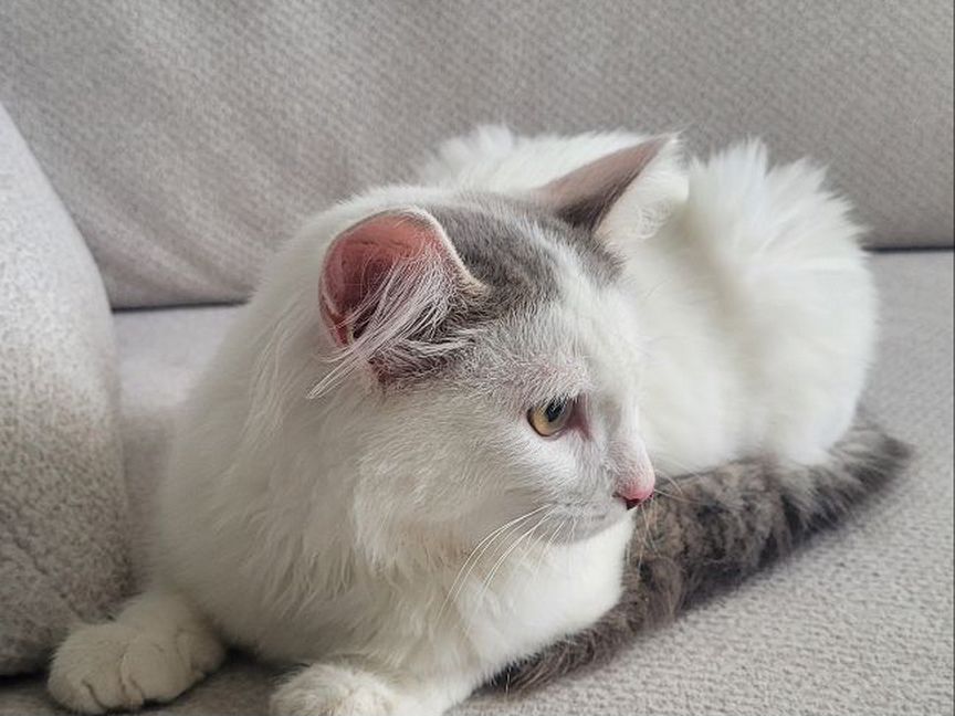 Кошка белая