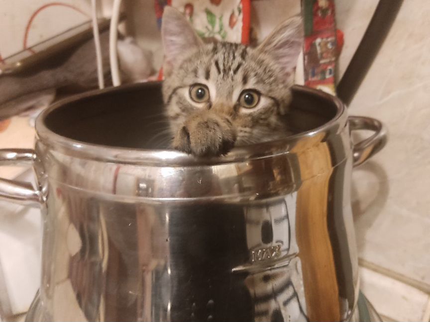 Котёнок, девочка, 3.5 мес. бесплатно