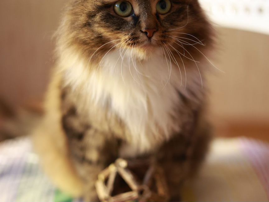 Чудесная кошка Марта