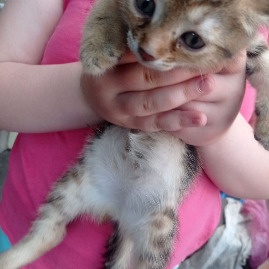 Котята в добрые руки