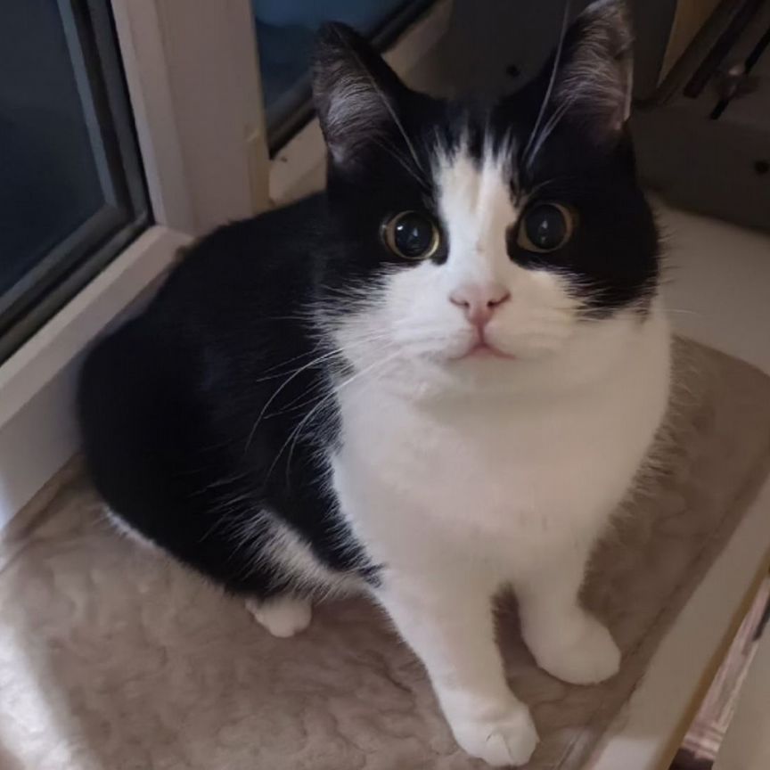 Взрослая кошка в добрые руки