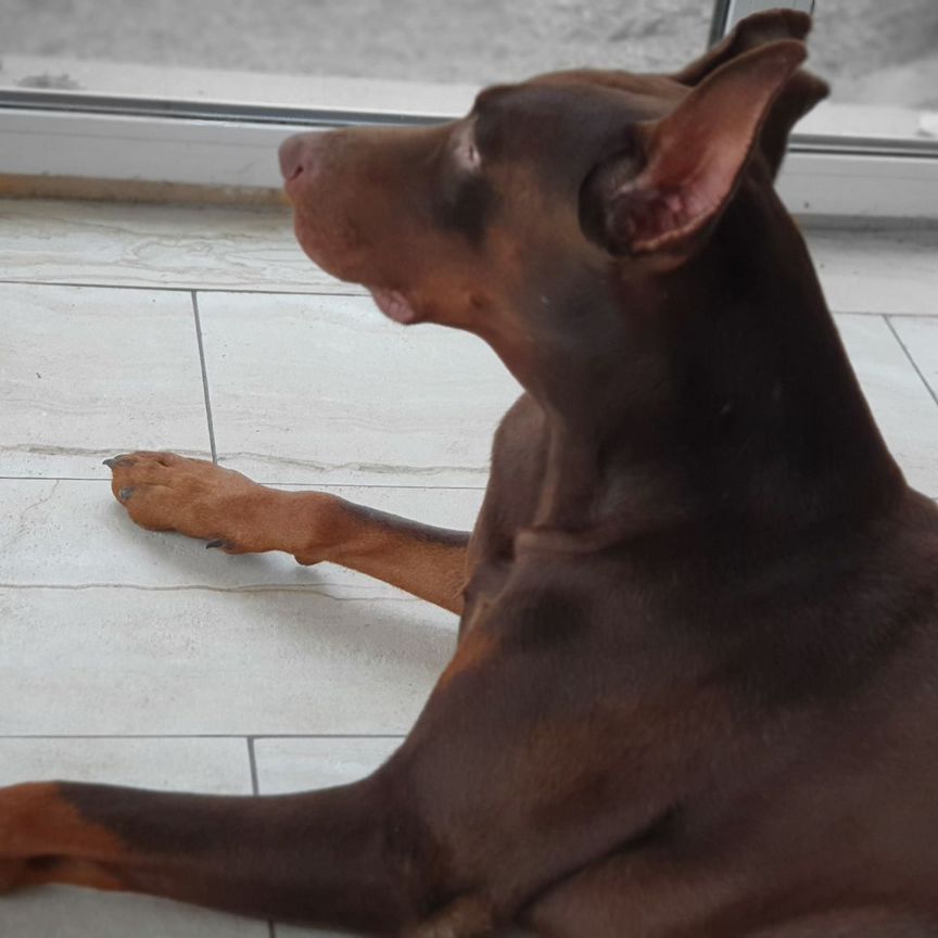 Доберман, отдам бесплатно