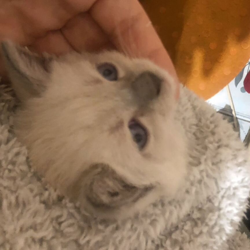 Тайский Котенок,девочка