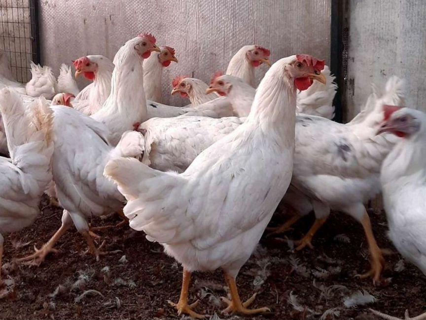 Куры несушки