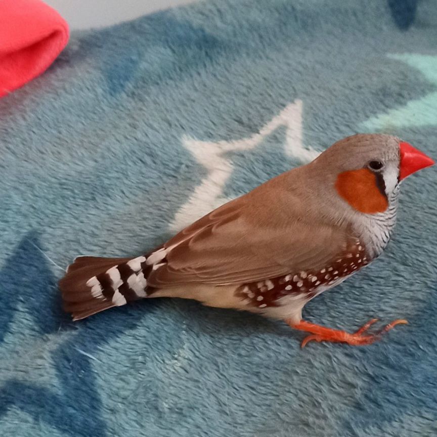 Зебровые амадины