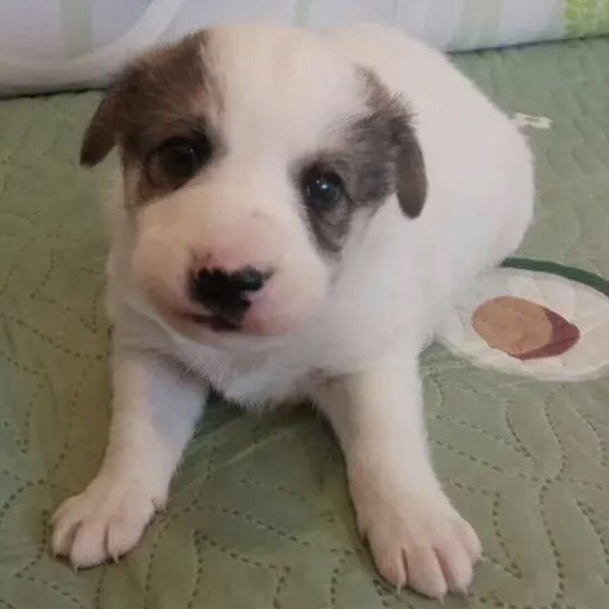 Щенок в добрые руки