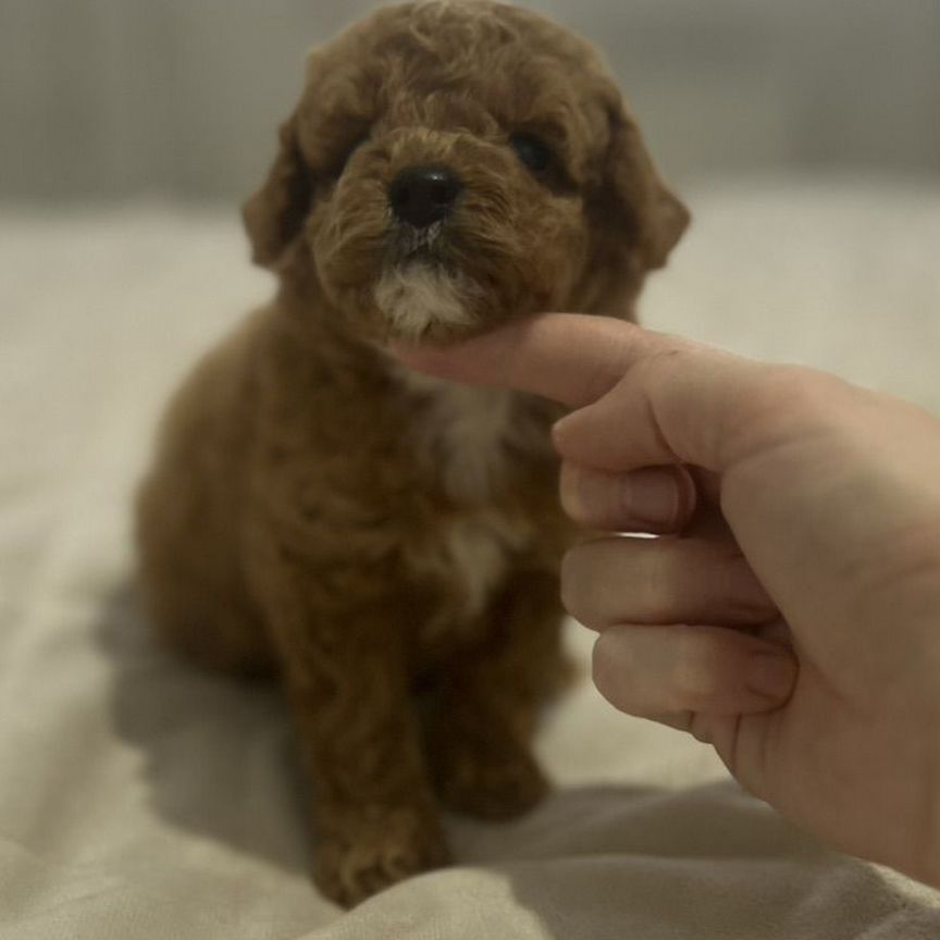 Той-пудель, щенок