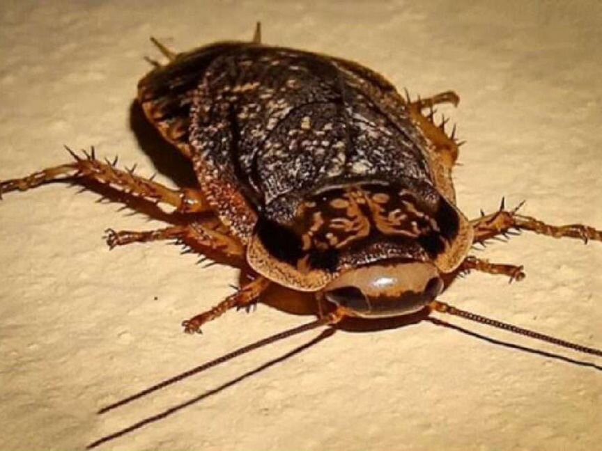 Кормовые насекомые