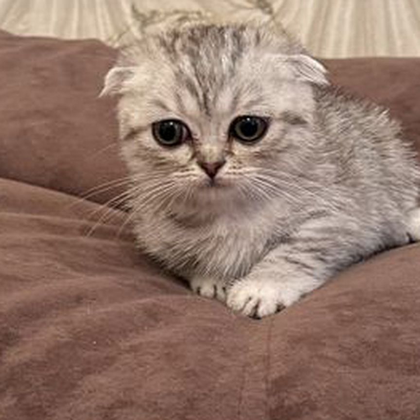 Продаются британские котята