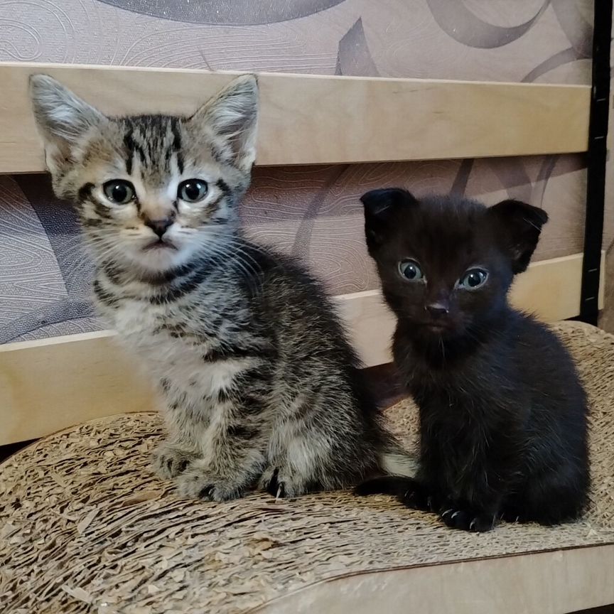 Котятки