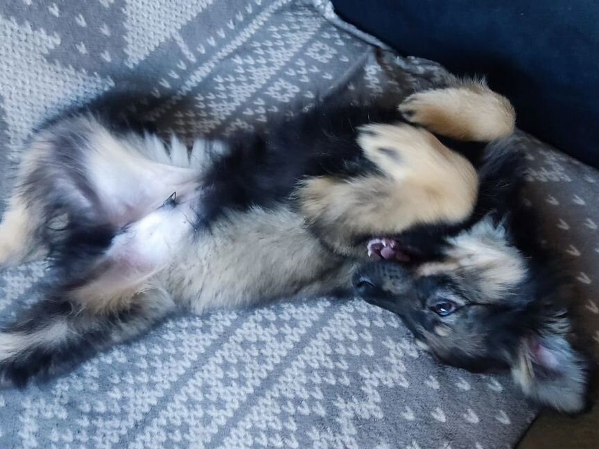 Щенок в добрые руки бесплатно из приюта